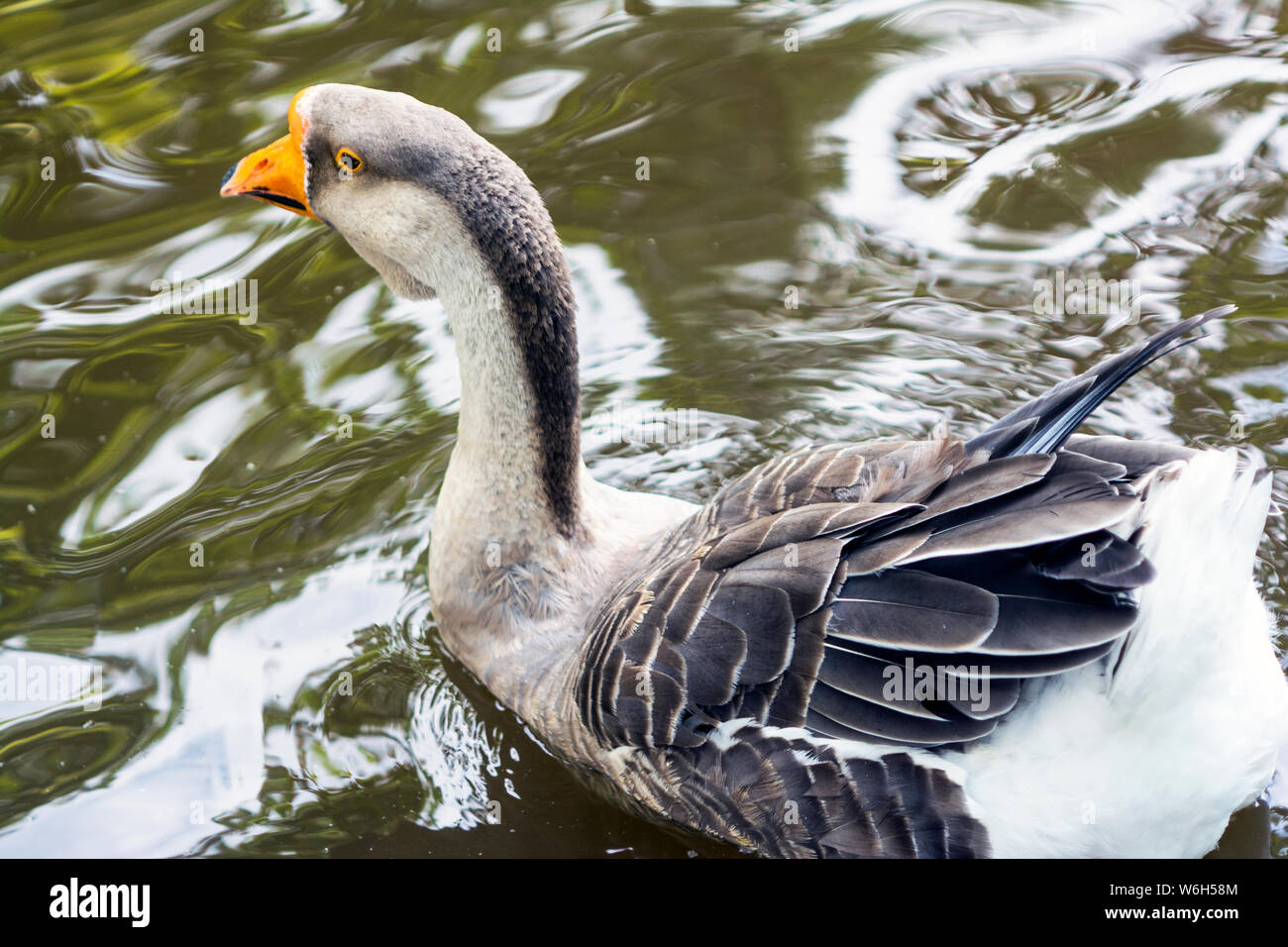 wild goose swim in the lake Stock Photo - Alamy