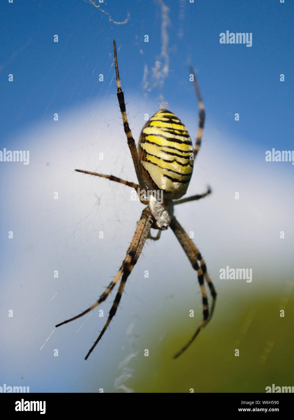 Argiope bruennichi or wasp spider hi-res stock photography and images ...