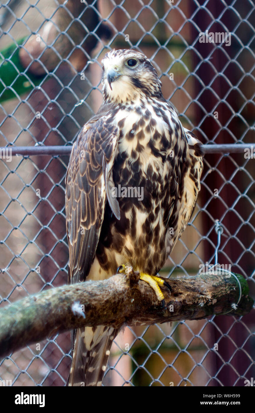 Falcon in cage hi-res stock photography and images - Alamy