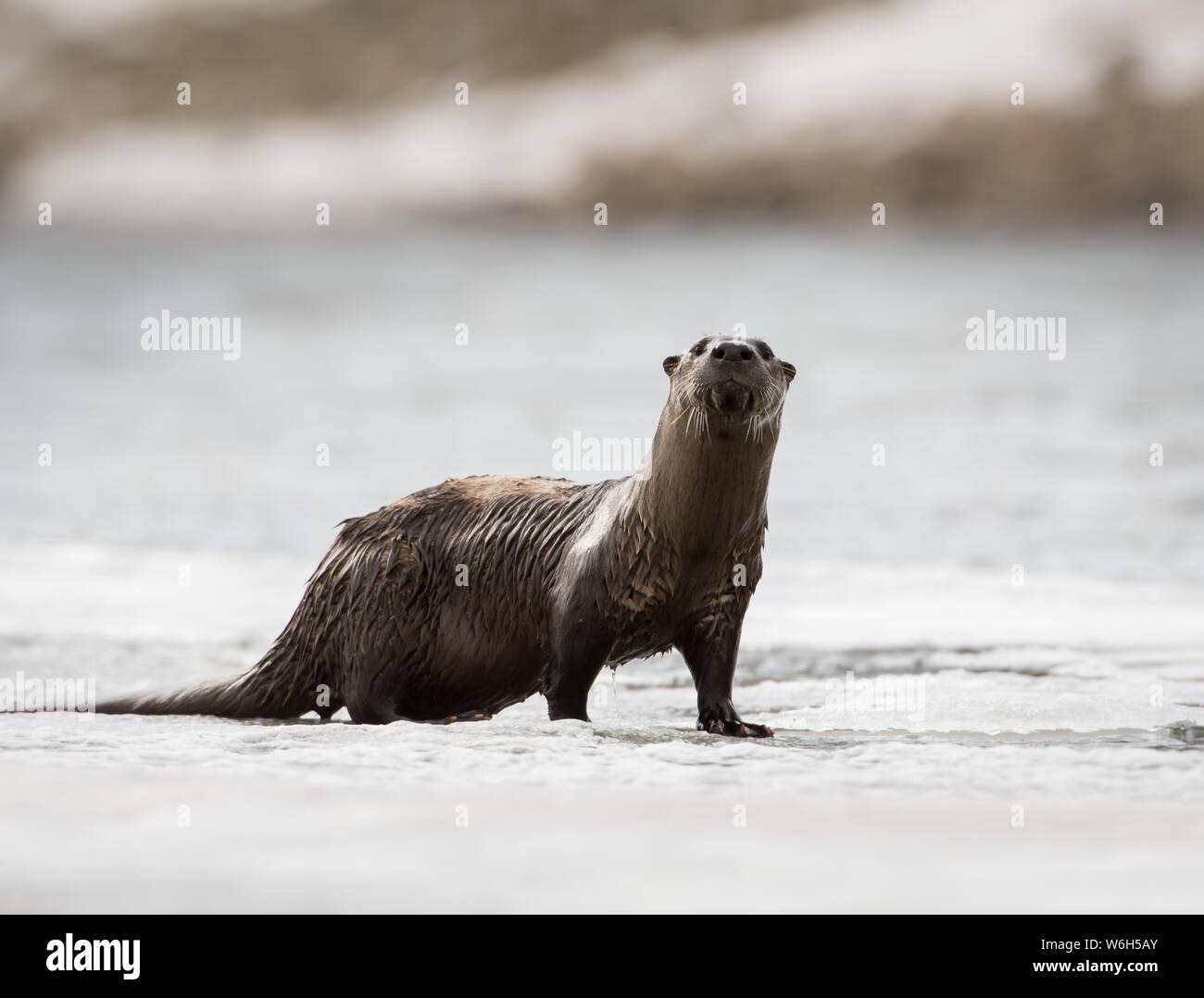 River otter in the wild Stock Photo - Alamy