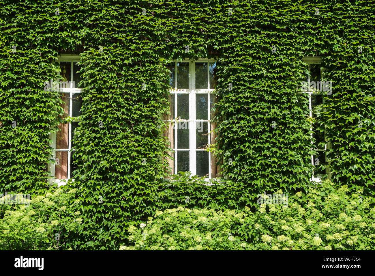 The detail of a green facade of the house. Only roof and some windows ...