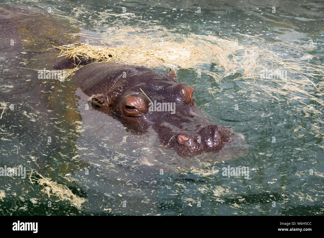 Hippo, hippopotamus rest in river Stock Photo - Alamy
