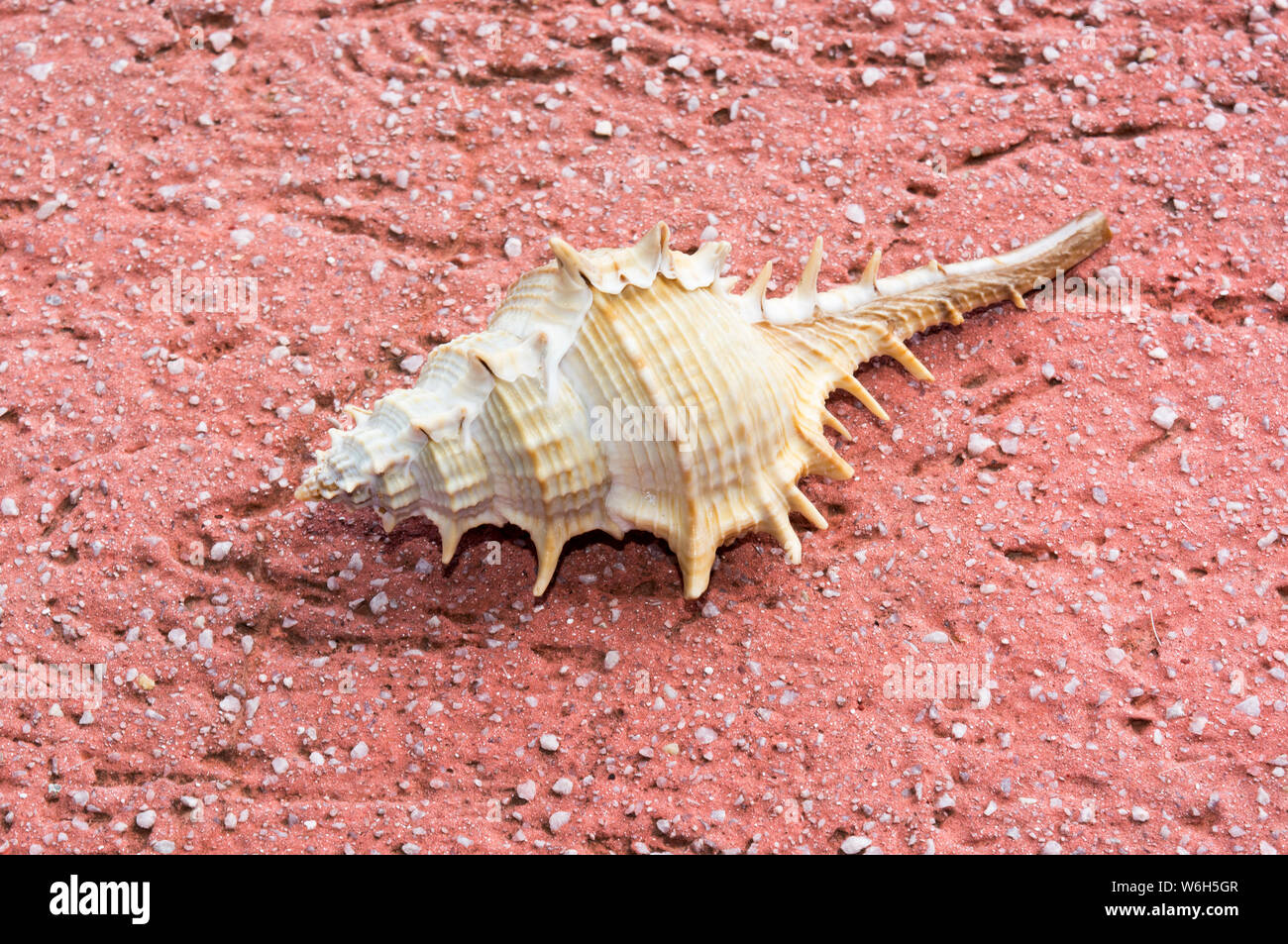 sea shell close up on a red background with small stones Stock Photo ...