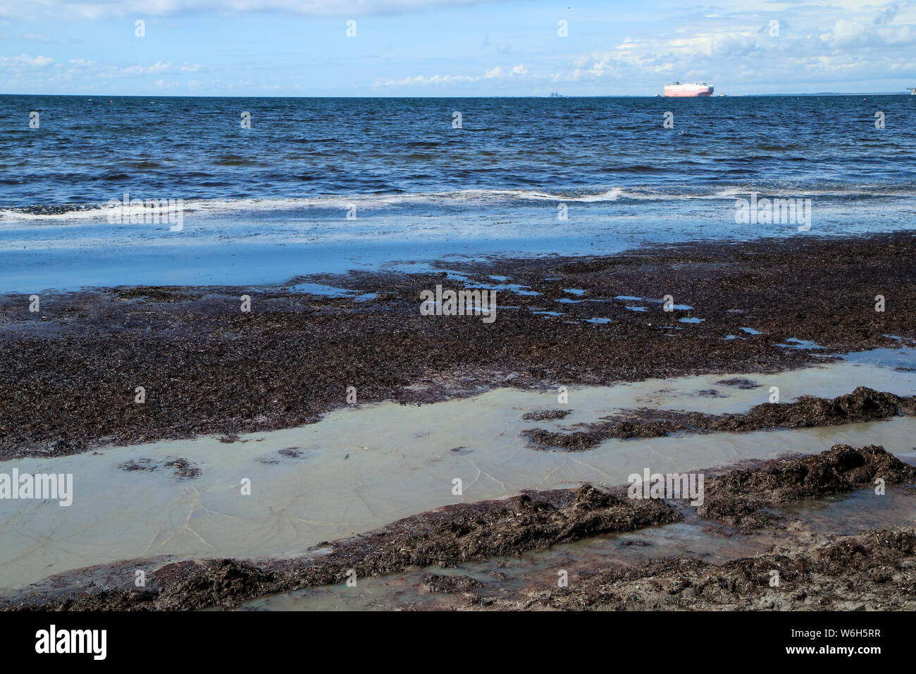 A sandy beach in Malmö in Sweden with the rotten smelly seaweeds on it ...