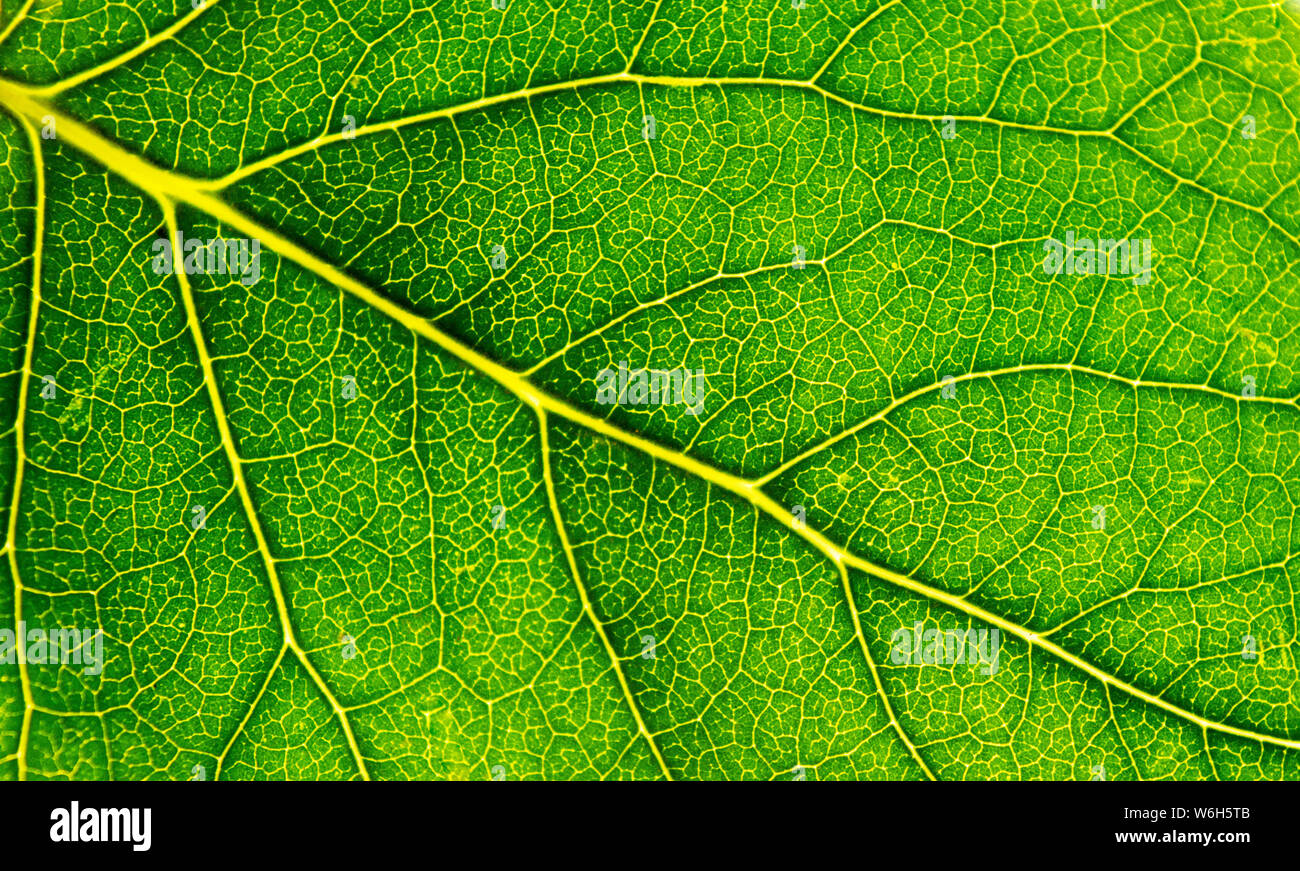 capillary texture of green leaf background close up Stock Photo - Alamy