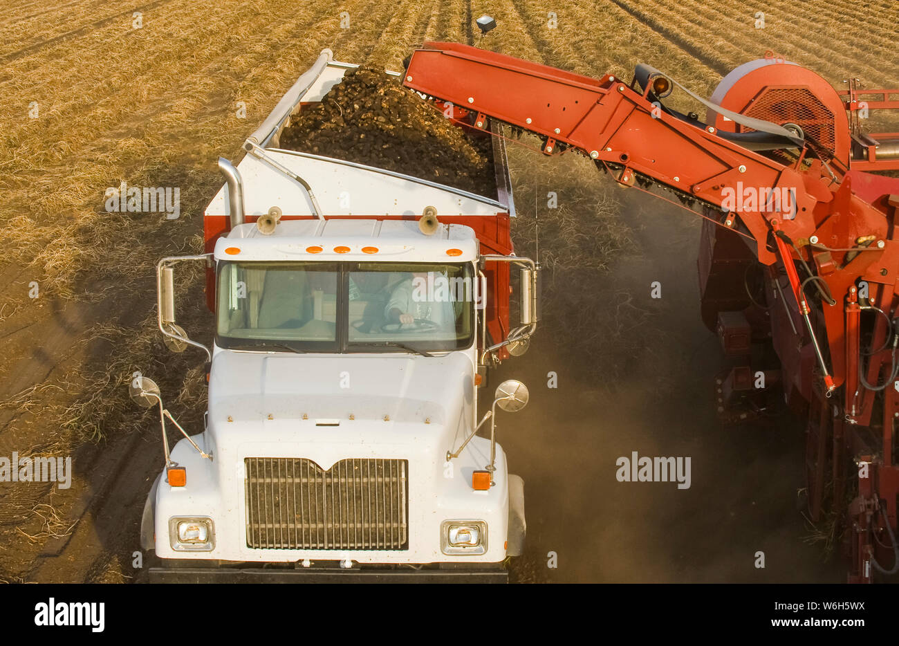A potato digger harvests and loads a truck with potatoes, near Holland ...