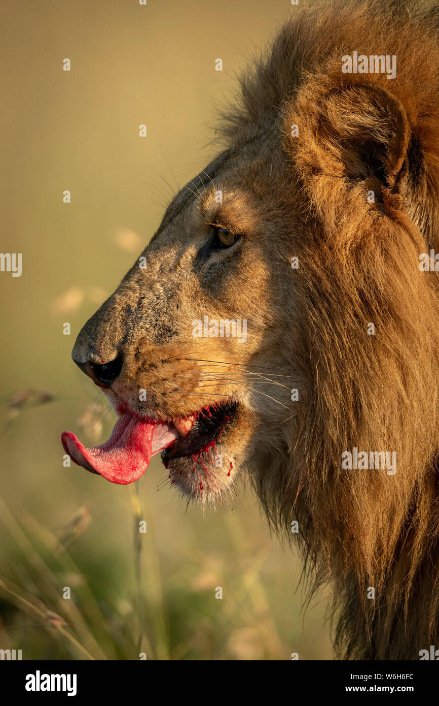 Lion panthera leo male licking hi-res stock photography and images - Alamy