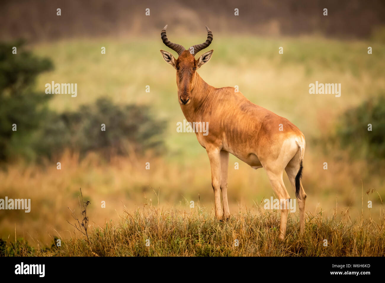 Male hartebeest (Alcelaphus buselaphus cokii) stands on mound eyeing ...
