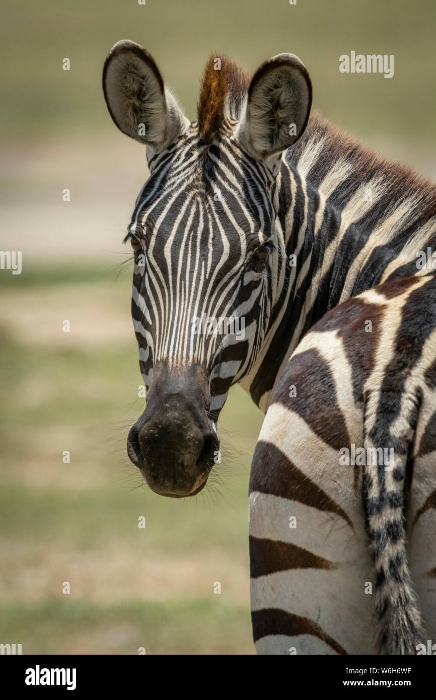 Zebra looking back hi-res stock photography and images - Alamy