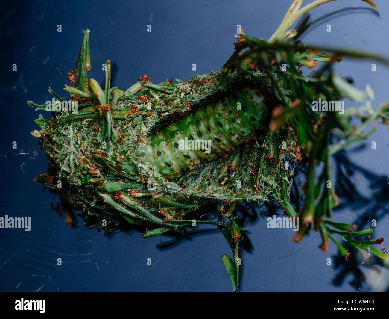 Inseto pupa hi-res stock photography and images - Alamy