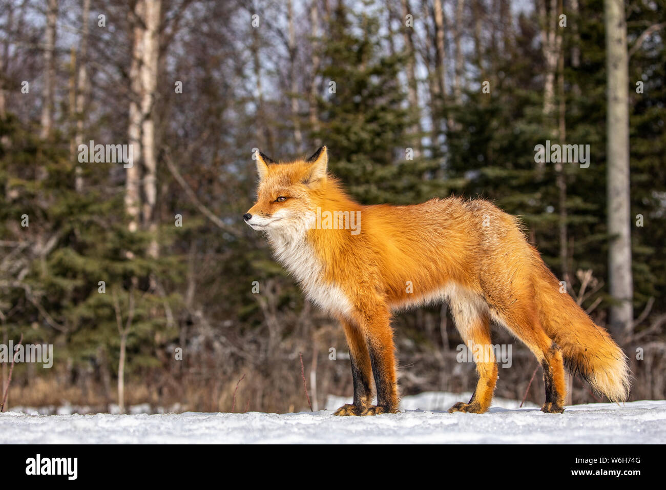 Red fox (Vulpes vulpes) standing in the snow. Fox family was often seen ...