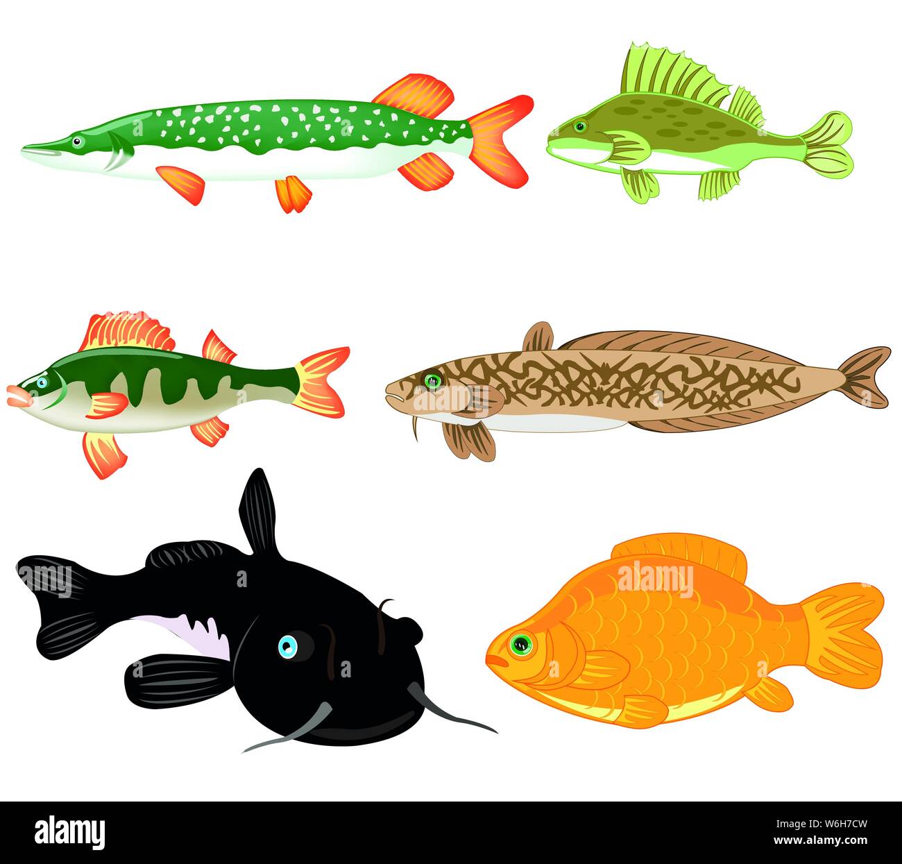 Freshwater fish on white background is insulated Stock Vector Image ...