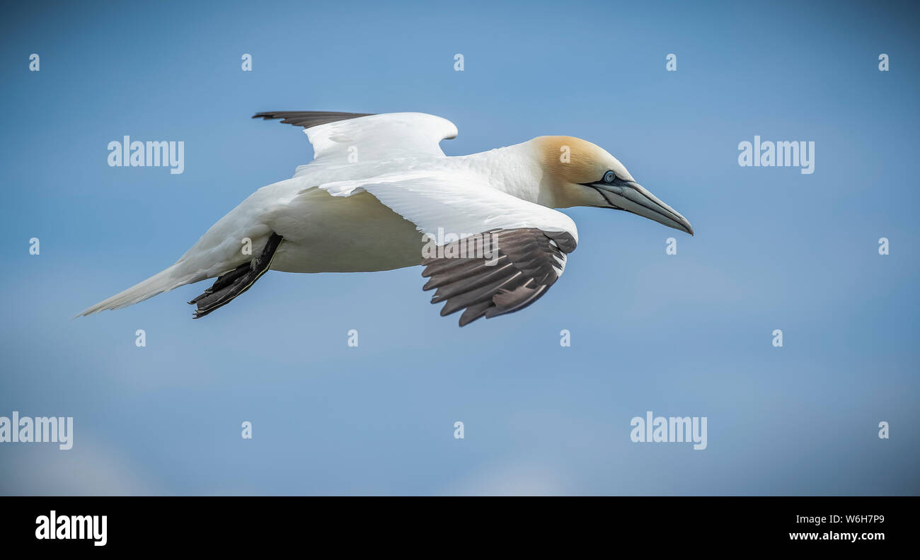 Gannet flying hi-res stock photography and images - Alamy