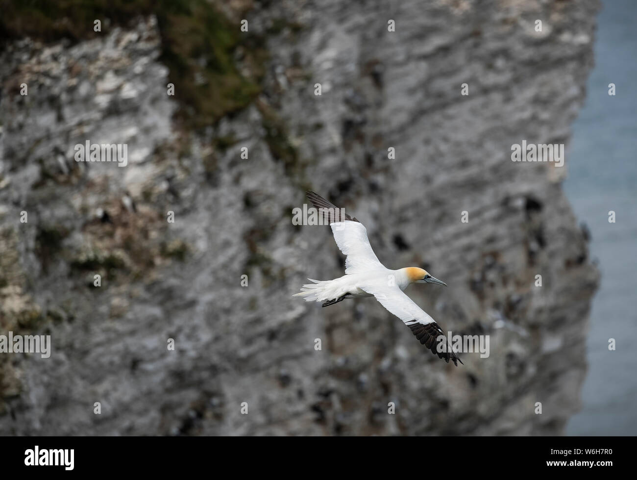 Gannet flying in front of cliffs Stock Photo - Alamy
