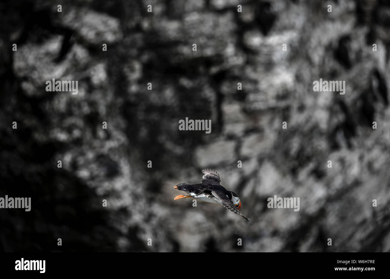 Puffin in flight near cliff Stock Photo - Alamy