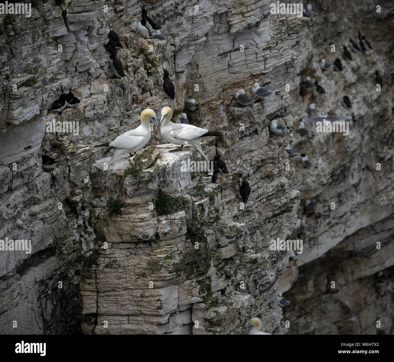 Gannets on Bempton Cliffs Stock Photo - Alamy