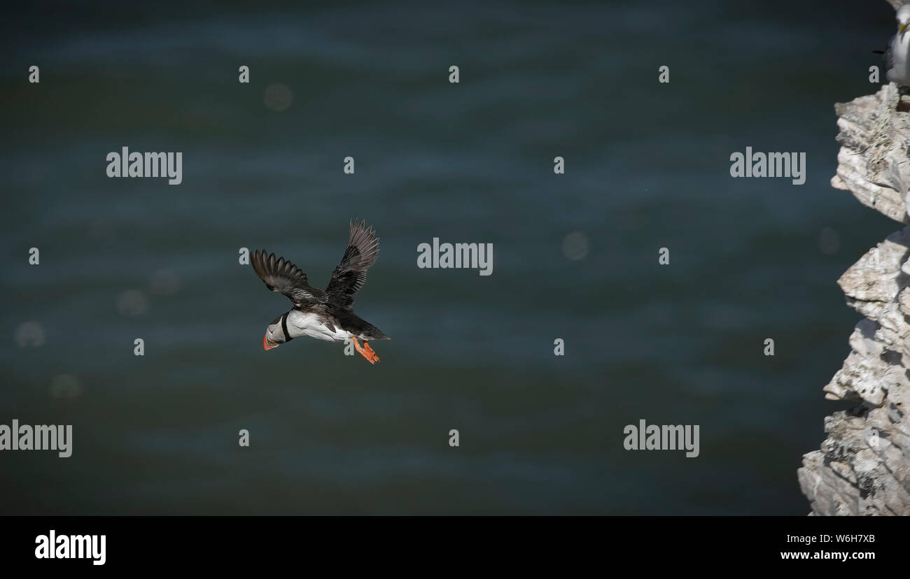 Puffin in flightaway from cliffs Stock Photo - Alamy