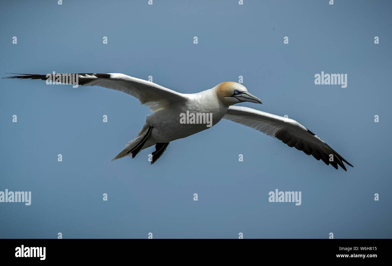 Gannet in flight flying hi-res stock photography and images - Alamy