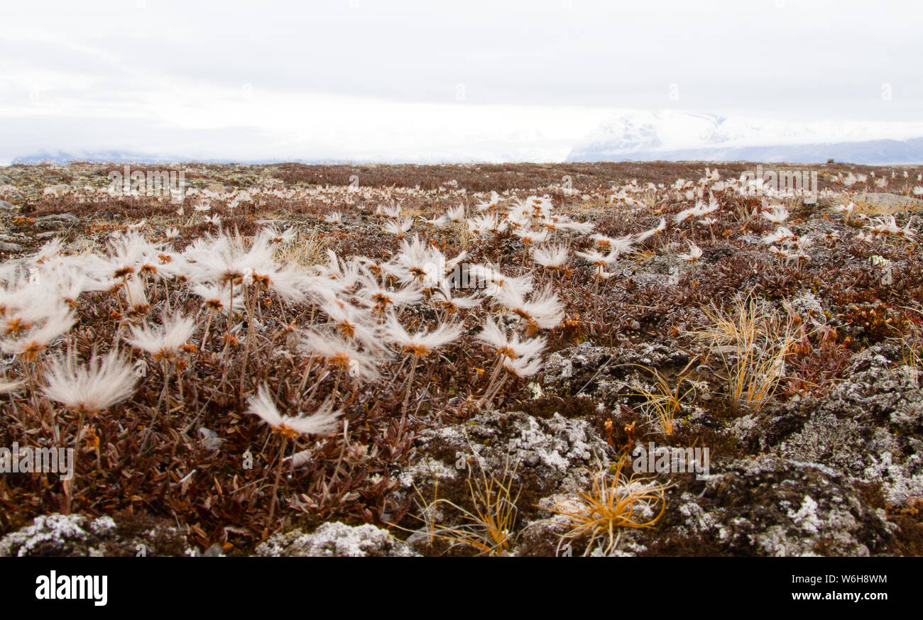 Arctic dryad in the process of seed dispersal, in Holmbugt, Greenland ...