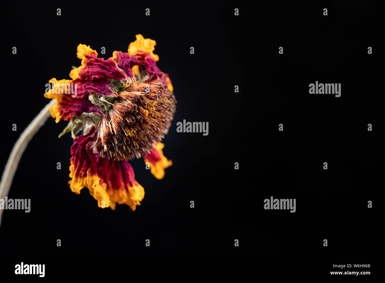 Withered flowers from the home garden. Colorful dried beautiful flowers ...