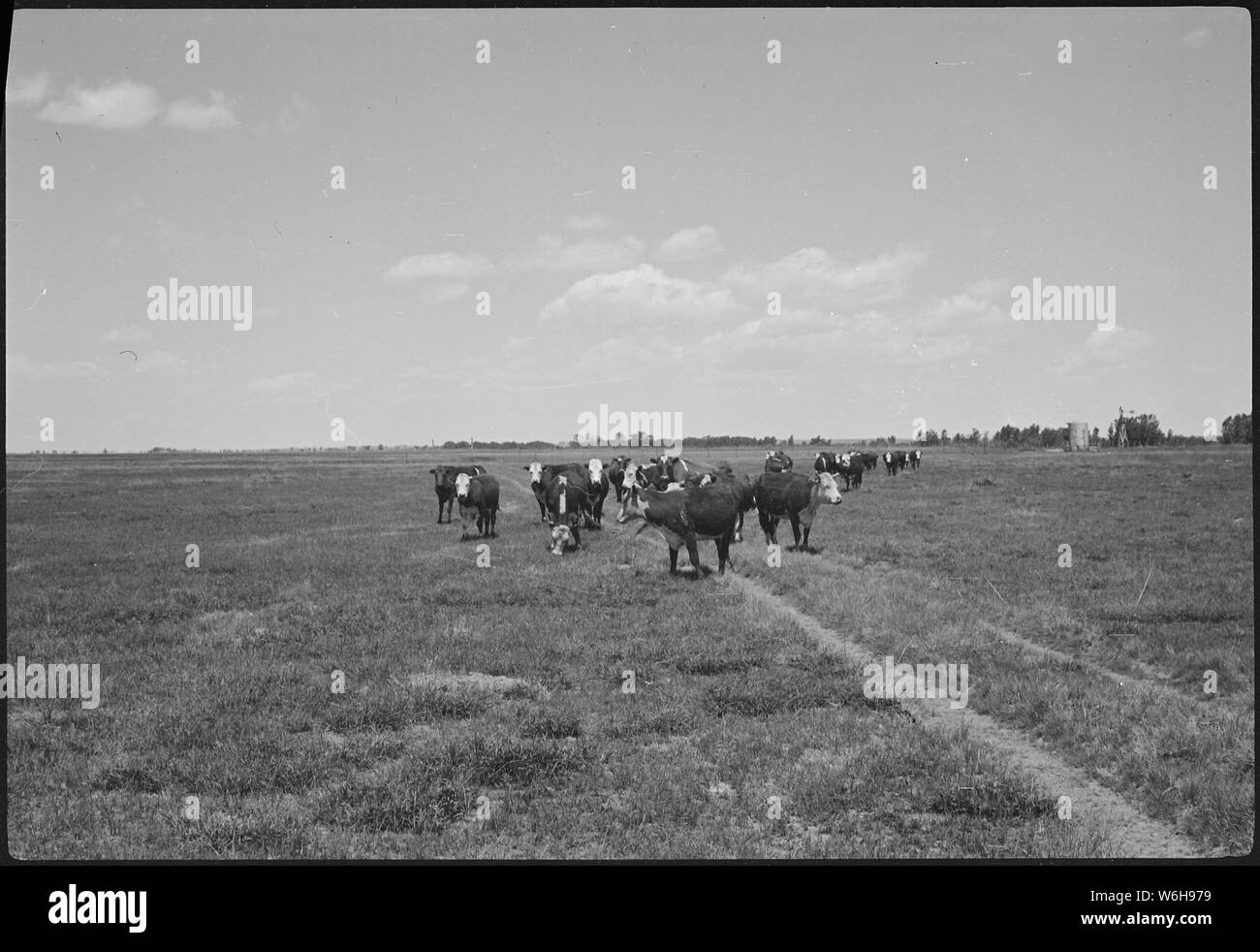 Granada Relocation Center, Amache, Colorado. Cattle on pasture, XY ...