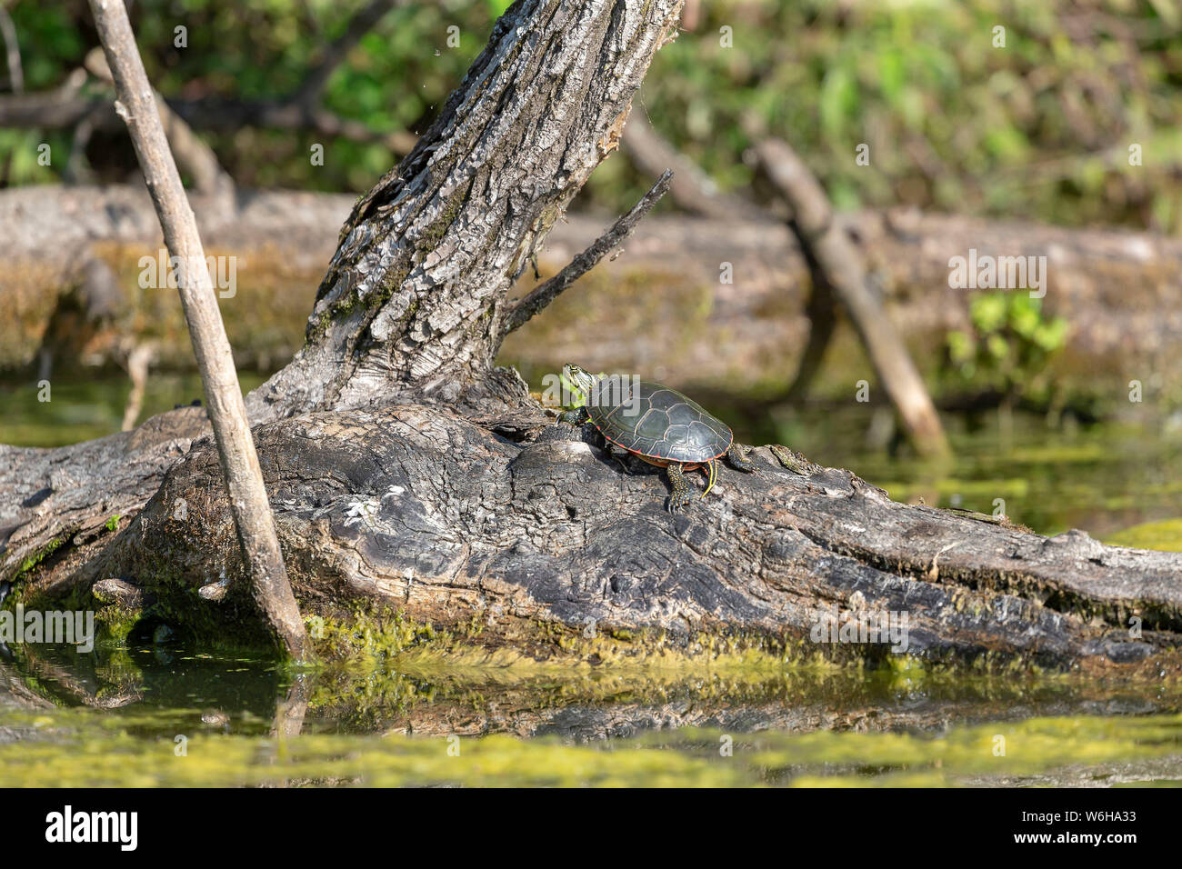 The painted turtle (Chrysemys picta) is native turtle of north america ...