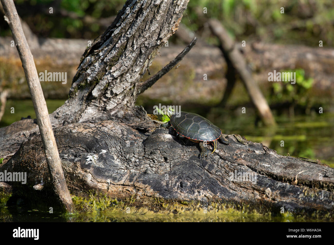 The painted turtle (Chrysemys picta) is native turtle of north america ...