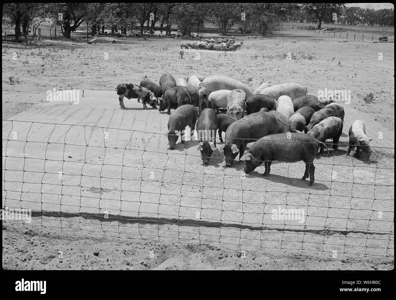 Granada Relocation Center, Amache, Colorado. View of little pigs on ...