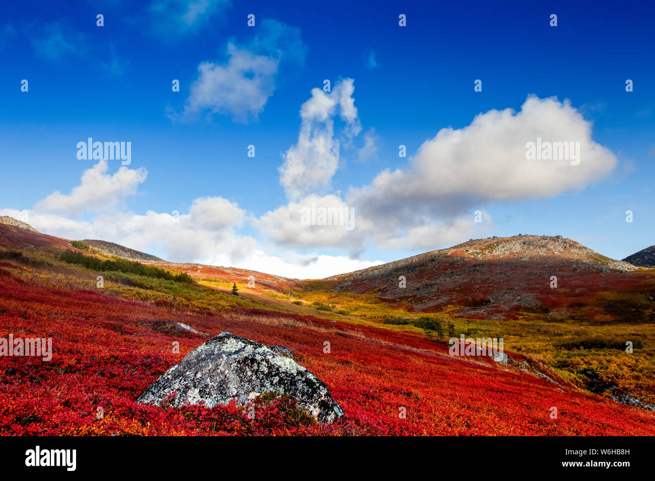 Autumn colours on the tundra, Kesugi Ridge, Denali State Park; Alaska ...