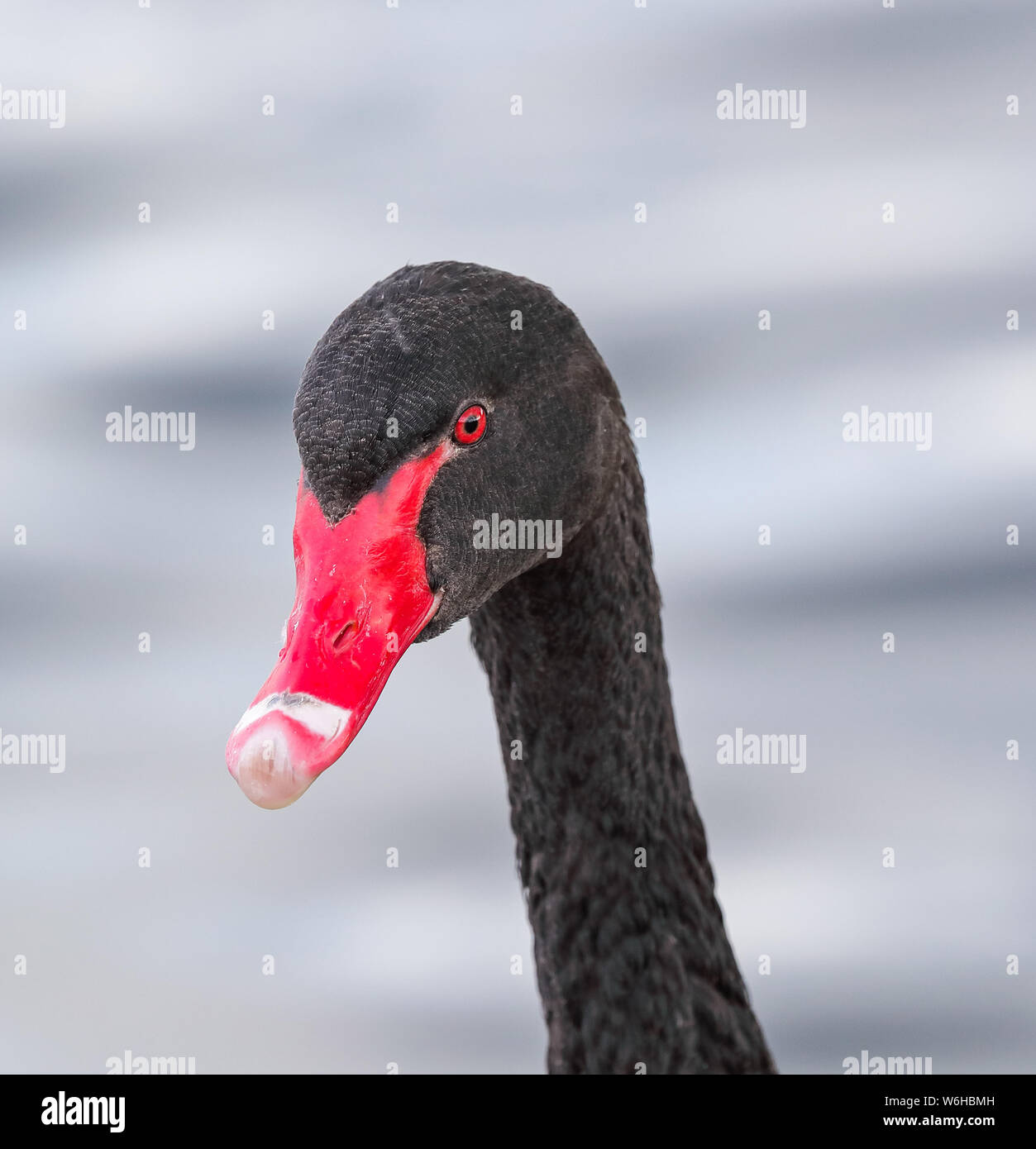 Legs and feet greyish black hi-res stock photography and images - Alamy