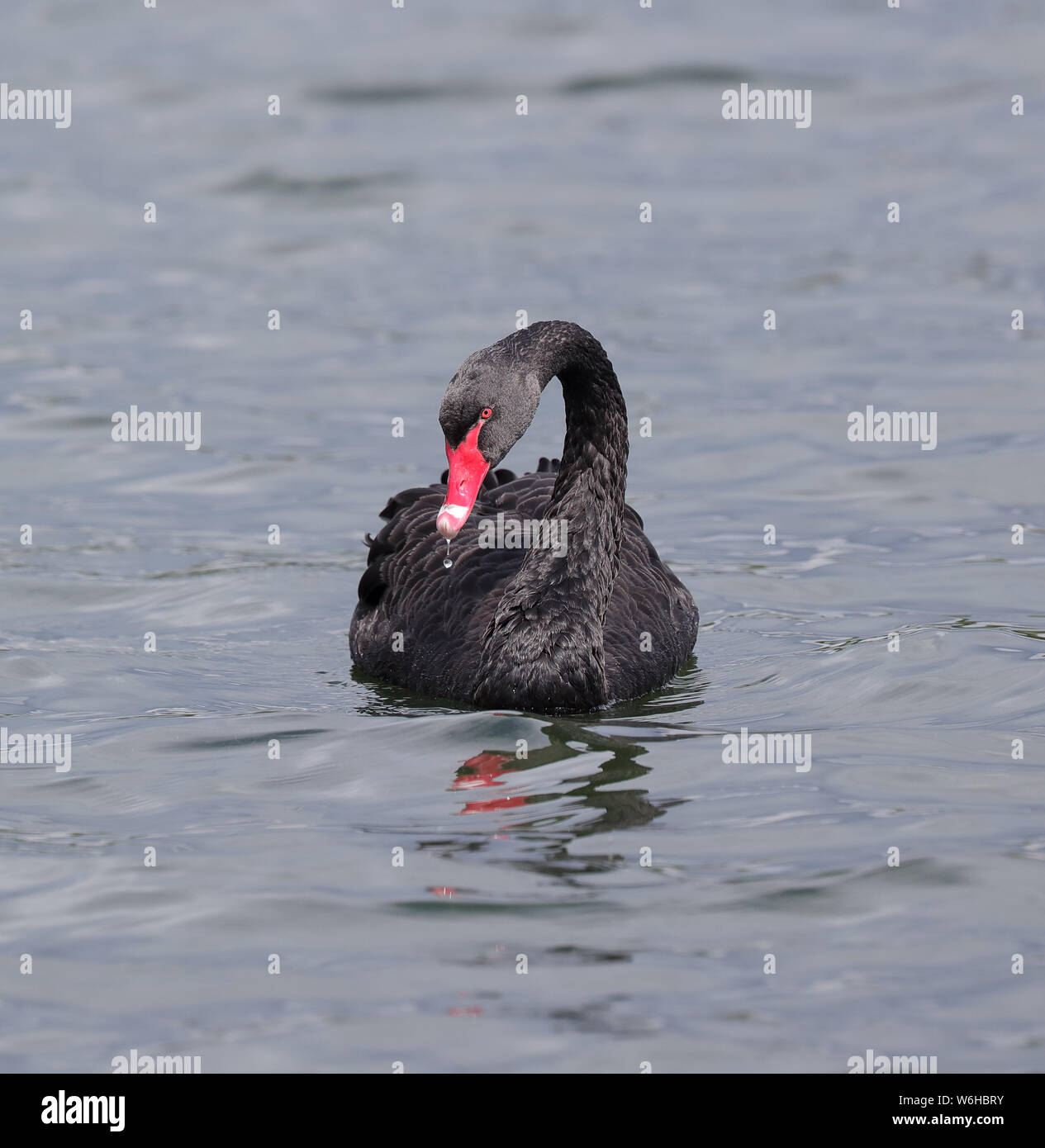 Black Swan (Cygnus atratus Stock Photo - Alamy