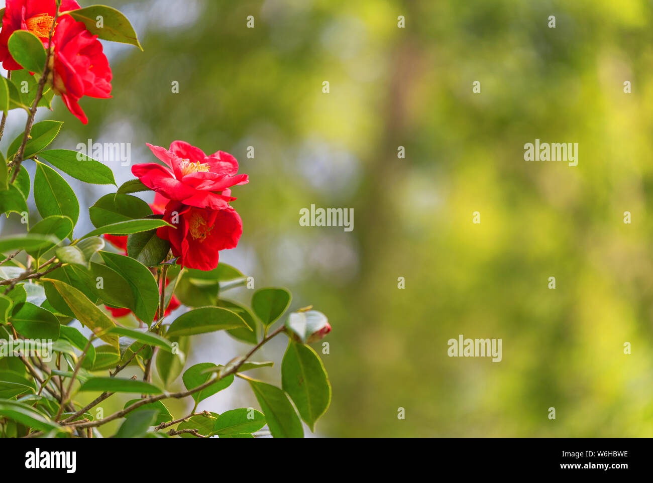 Red rose in the park Stock Photo - Alamy