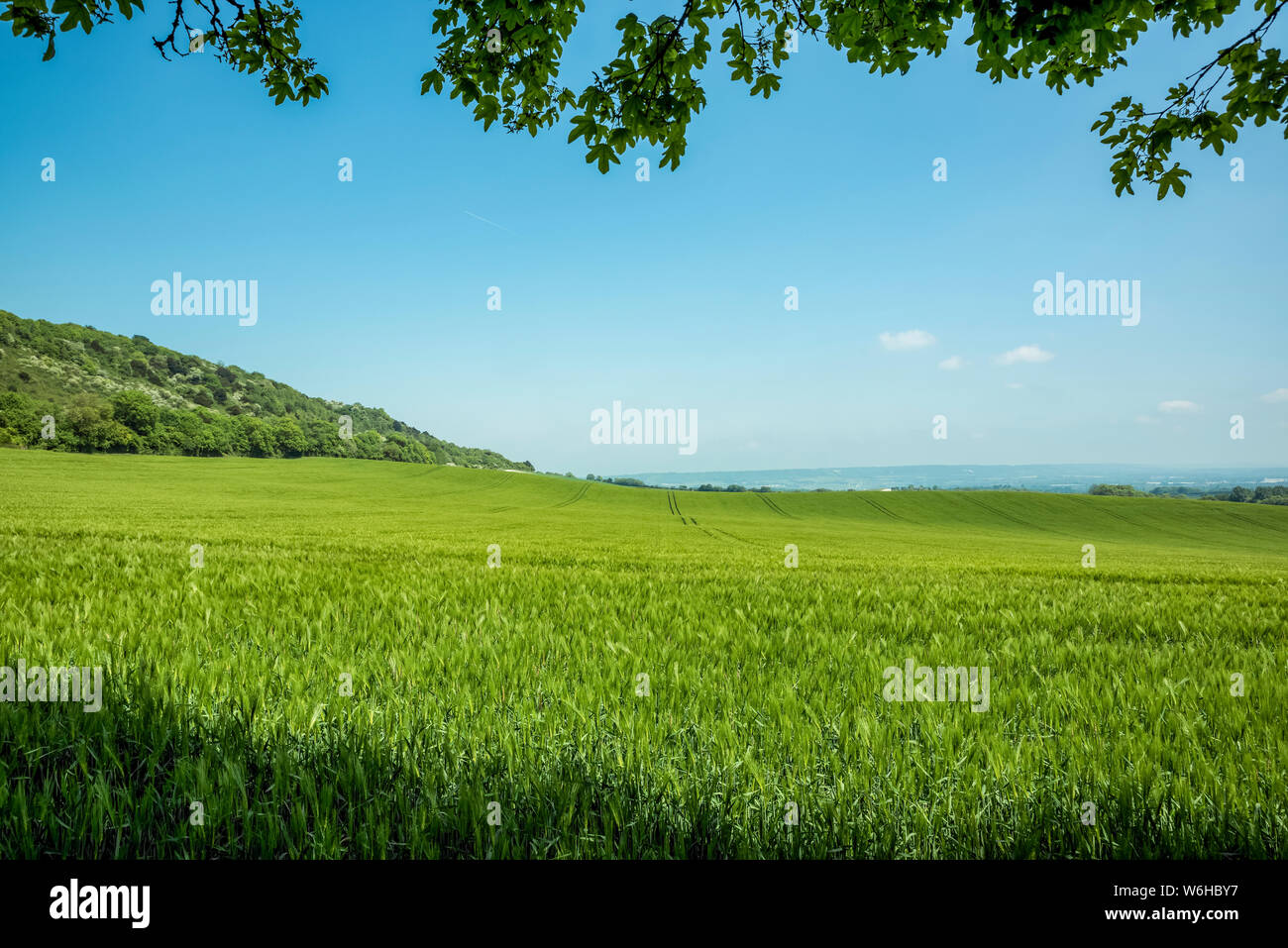 Tall green grasses in a field; Meopham, Kent, England Stock Photo - Alamy