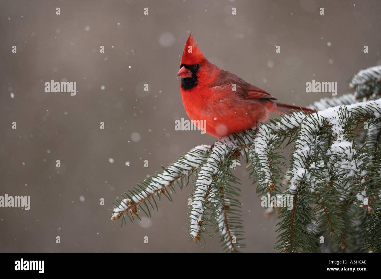 Red Cardinal Snow High Resolution Stock Photography and Images - Alamy
