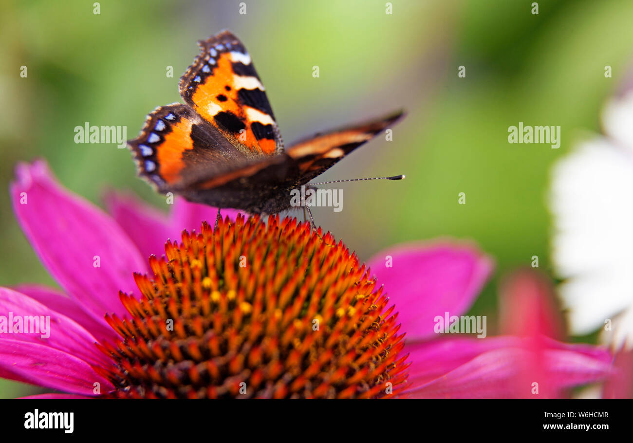 Sofiehem hi-res stock photography and images - Alamy