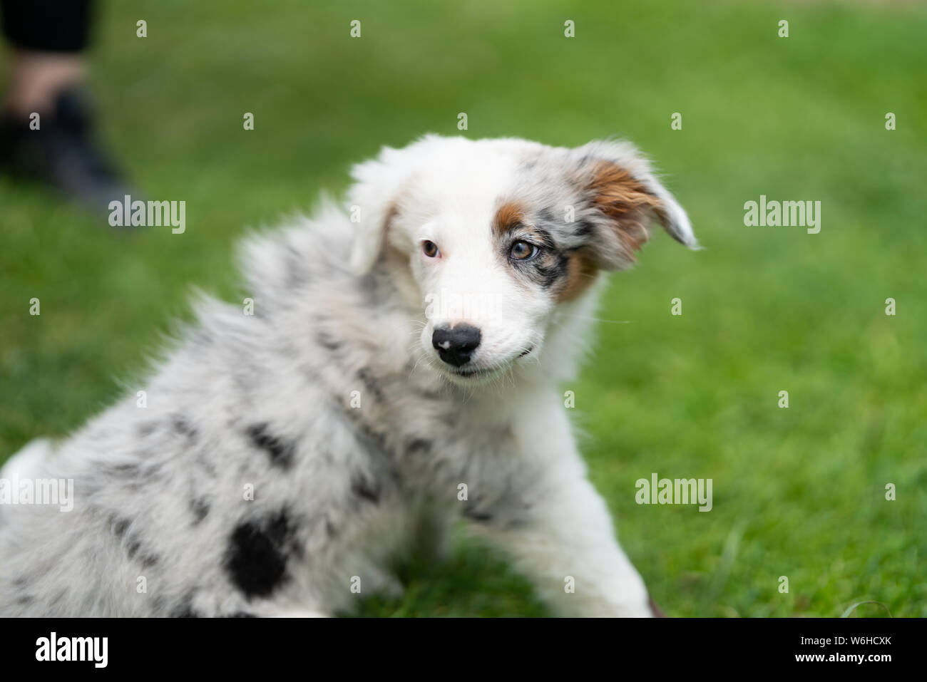 Collie cross isolated hi-res stock photography and images - Alamy