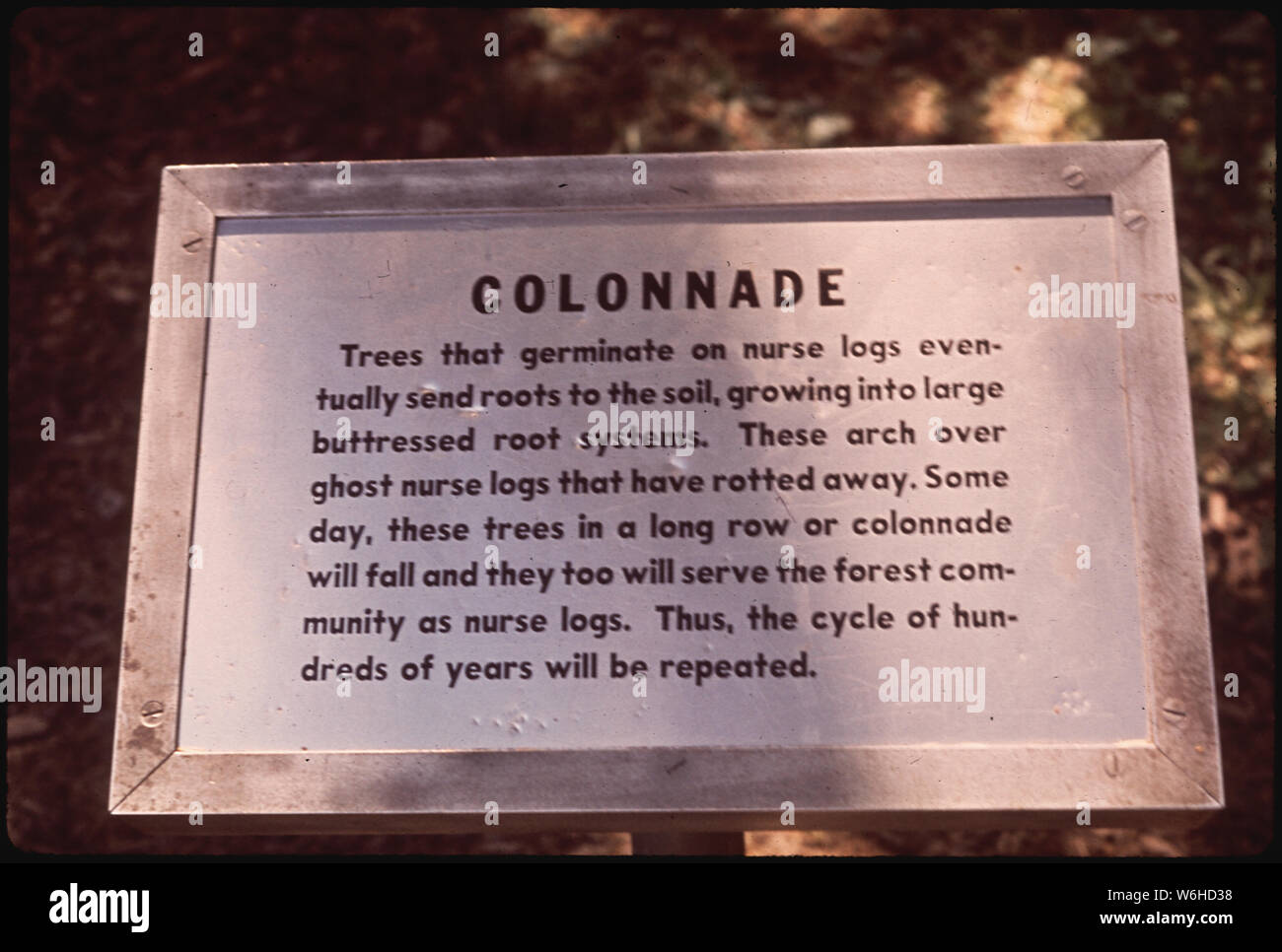 Western red cedar trees roots hi-res stock photography and images - Alamy