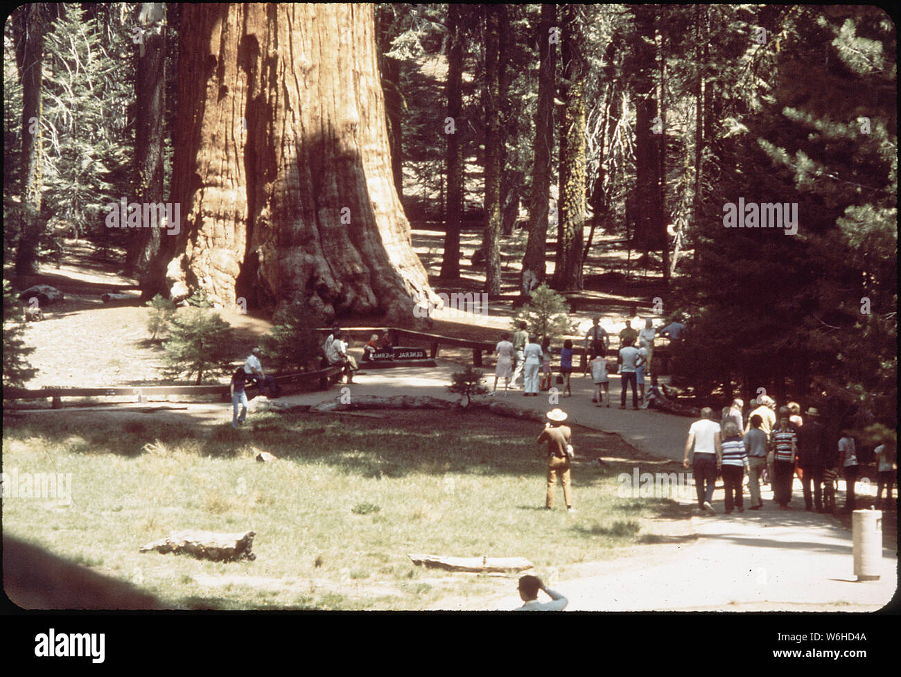 HOLIDAY CROWDS VISIT GENERAL SHERMAN TREE Stock Photo - Alamy