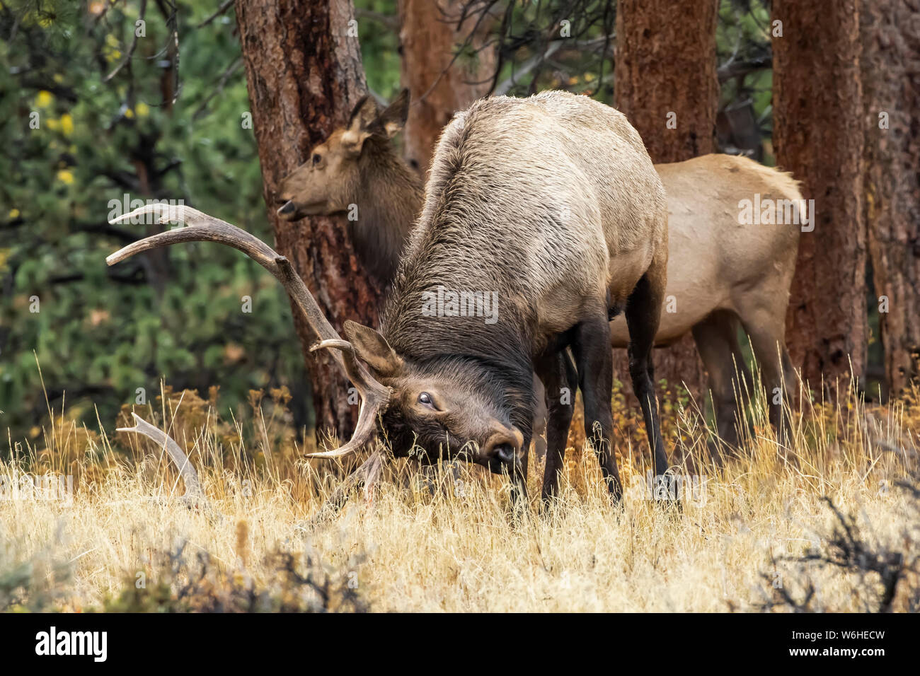 Bull elk (Cervus canadensis) with cow; Denver, Colorado, United States ...