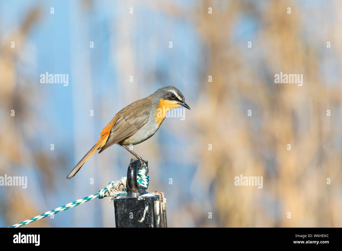 Adult male Cape Robin-chat or Cape Robin (Cossypha caffra) perched on ...