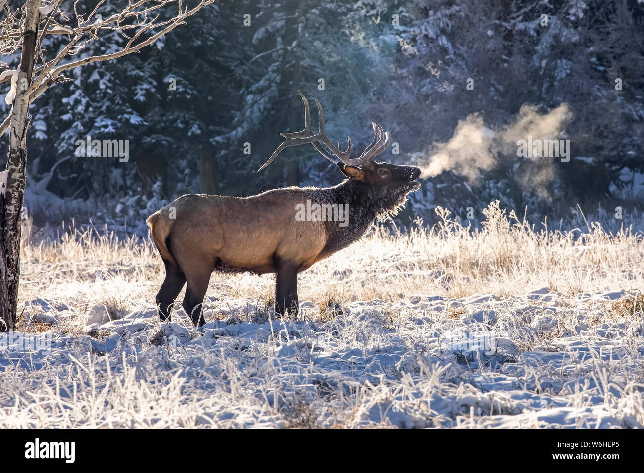 Bull Elk Bugling In Snow