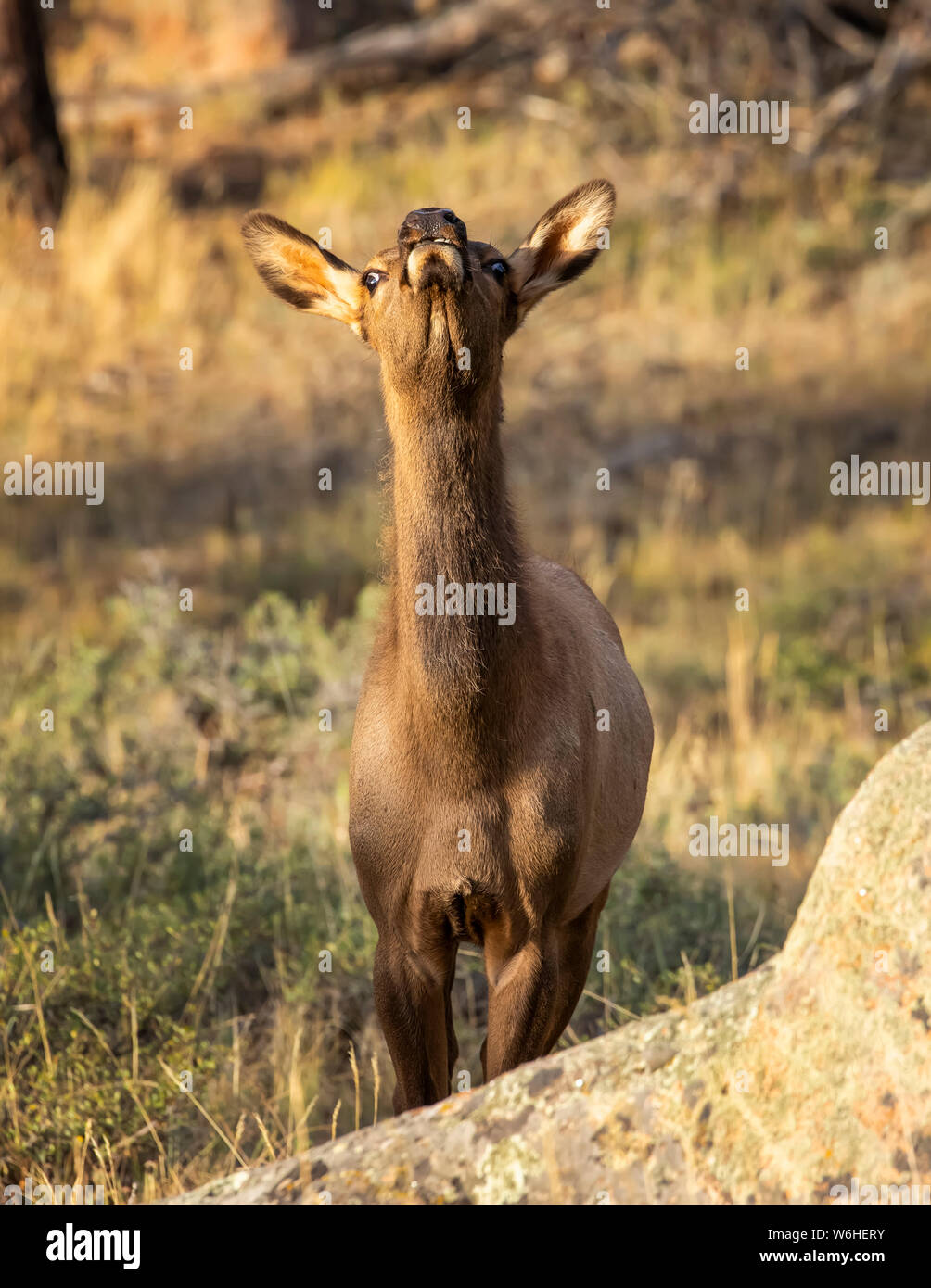 Elk (Cervus canadensis) calf looking up; Denver, Colorado, United ...