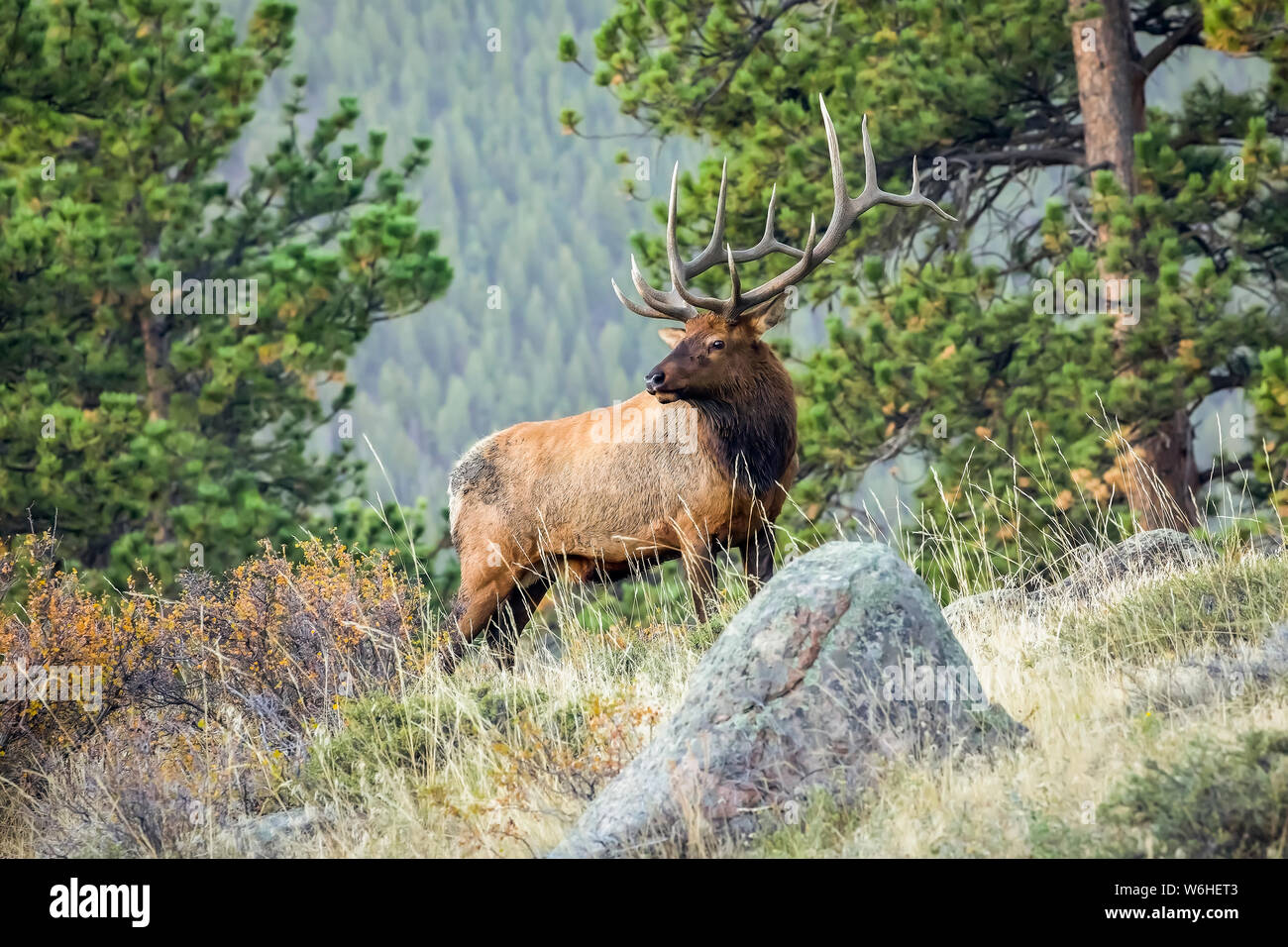 Bull elk (Cervus canadensis); Denver, Colorado, United States of ...