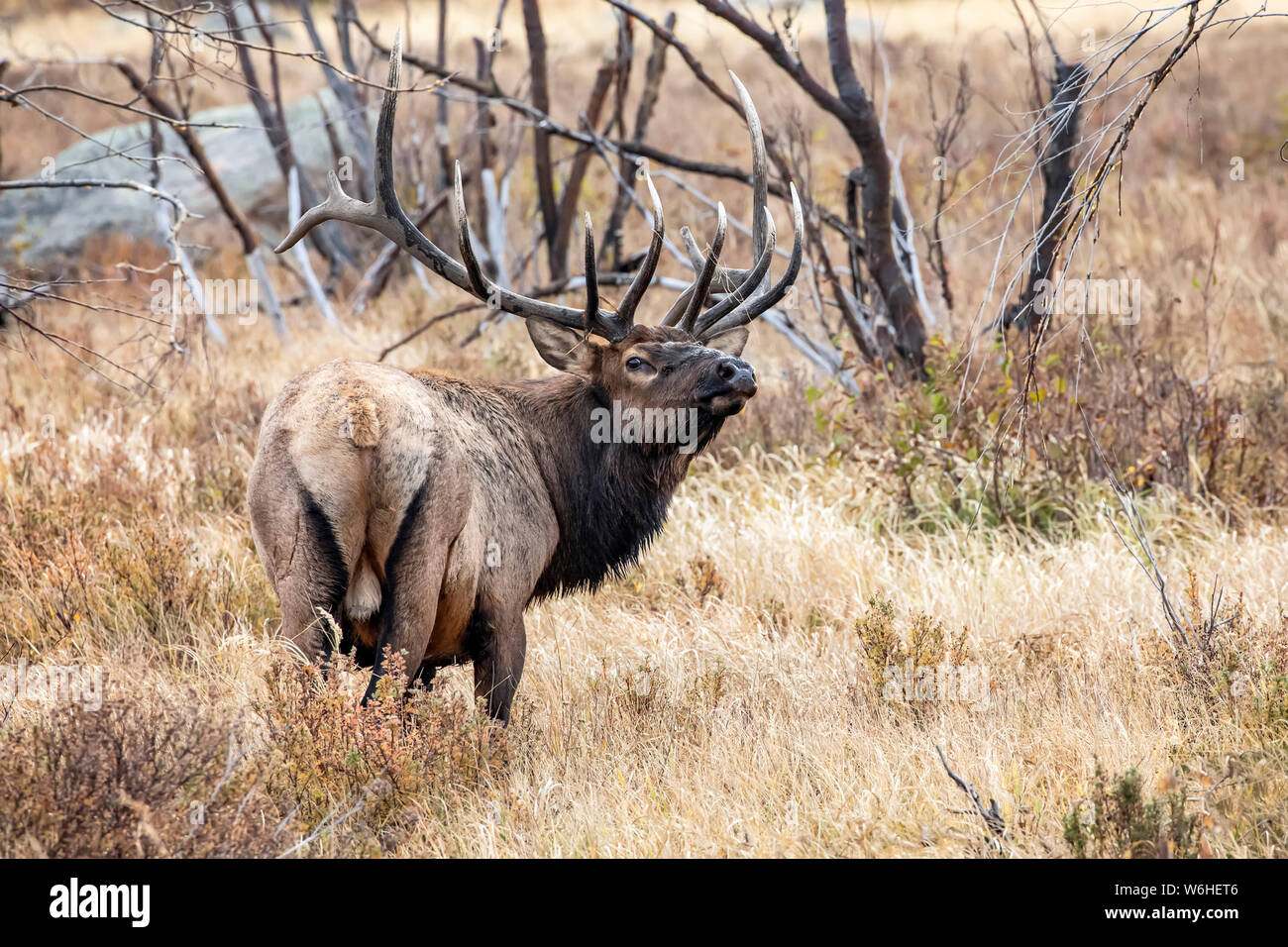 Elk testicles not bird hi-res stock photography and images - Alamy