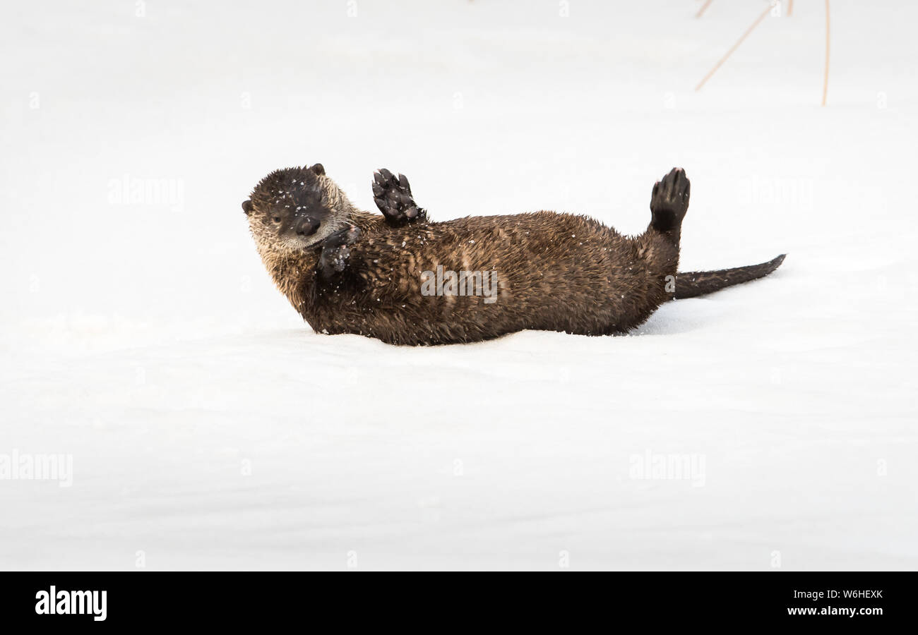 River otter in the wild Stock Photo - Alamy