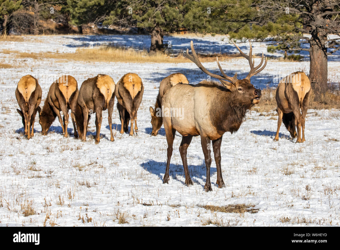 Female elk eating hi-res stock photography and images - Alamy