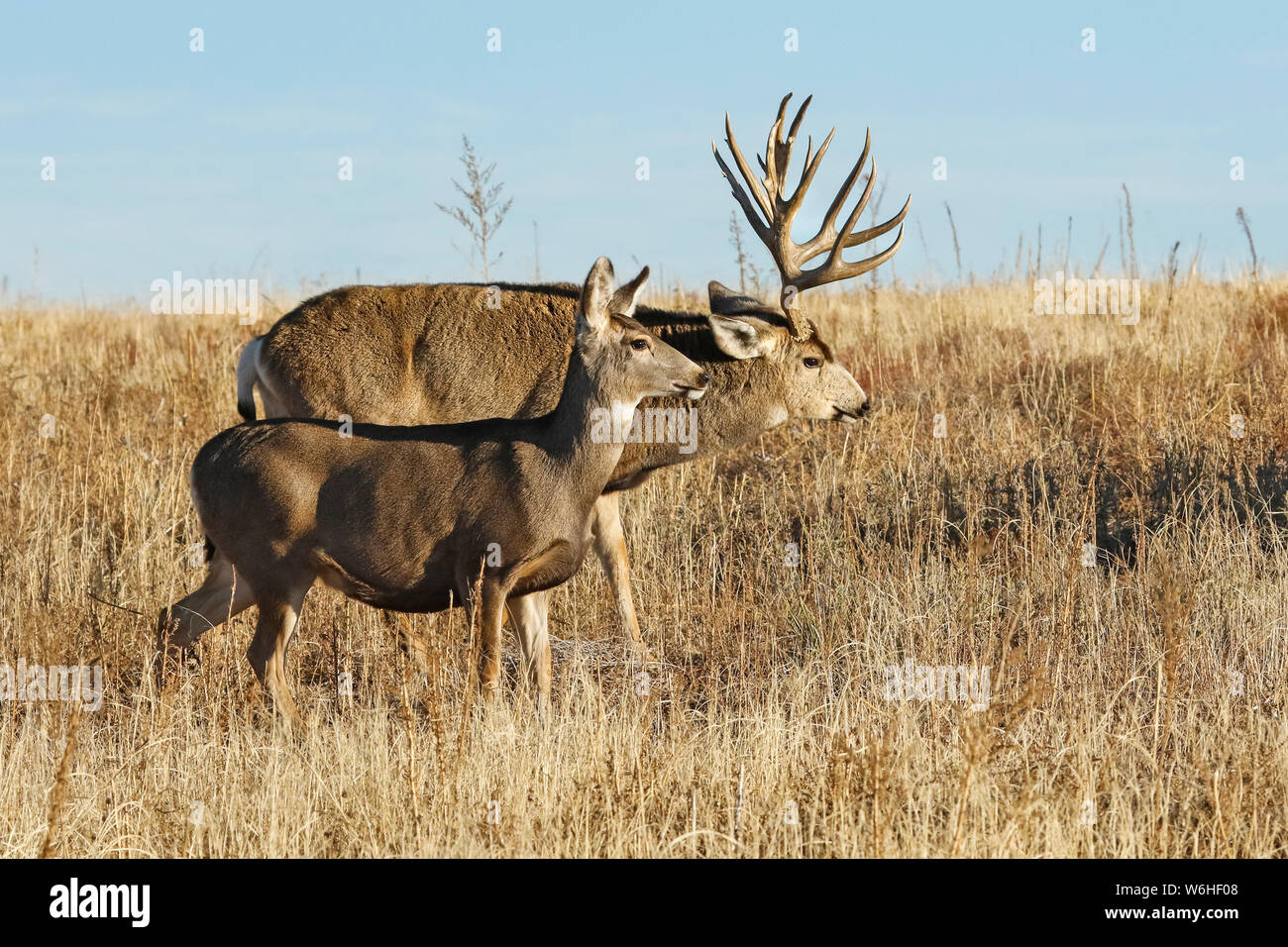 Mule deer doe looking right hi-res stock photography and images - Alamy
