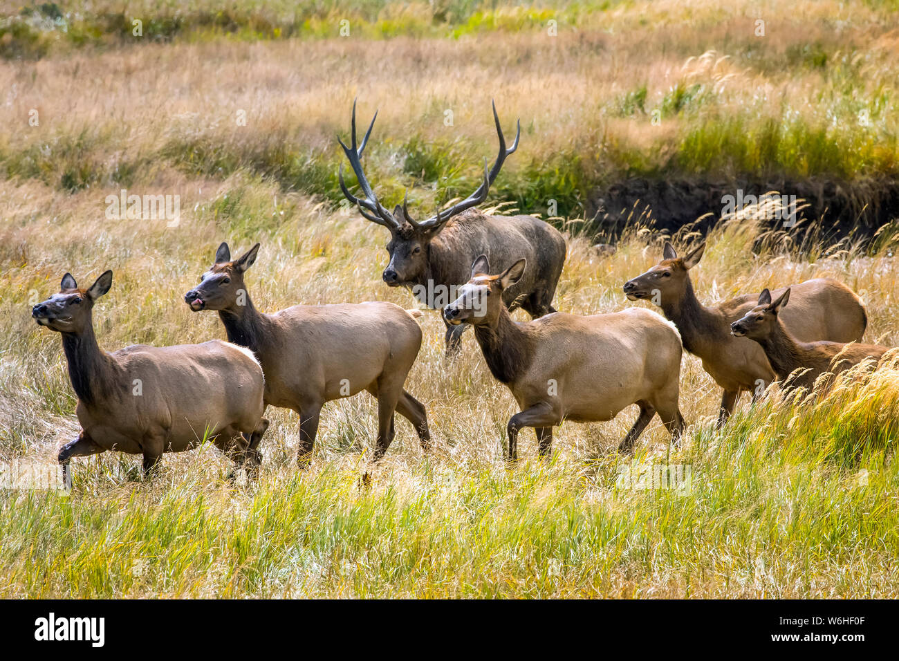 Bull elk (Cervus canadensis) with cow elk and calf walking through tall ...