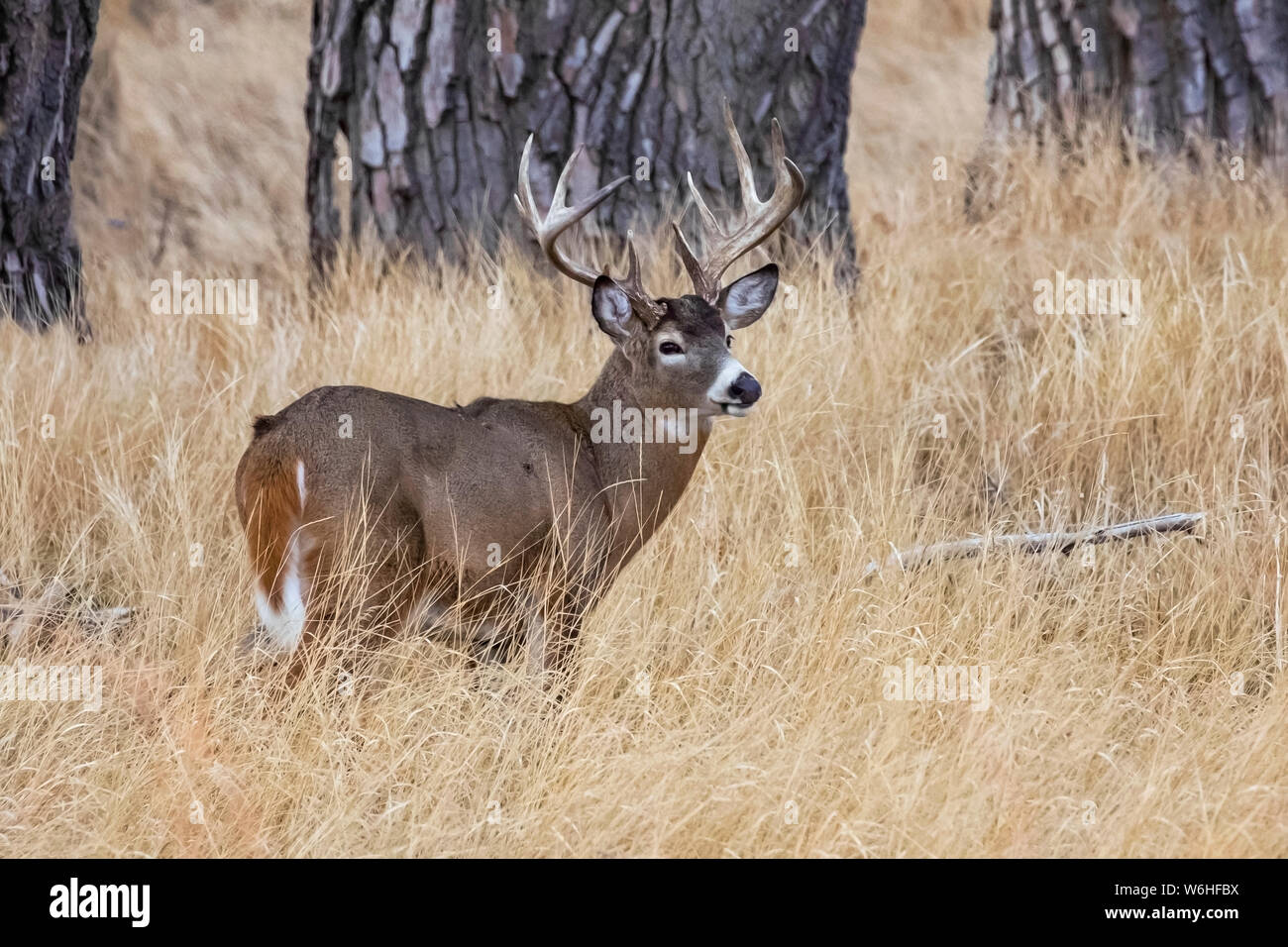 Whitetail deer side view hi-res stock photography and images - Alamy