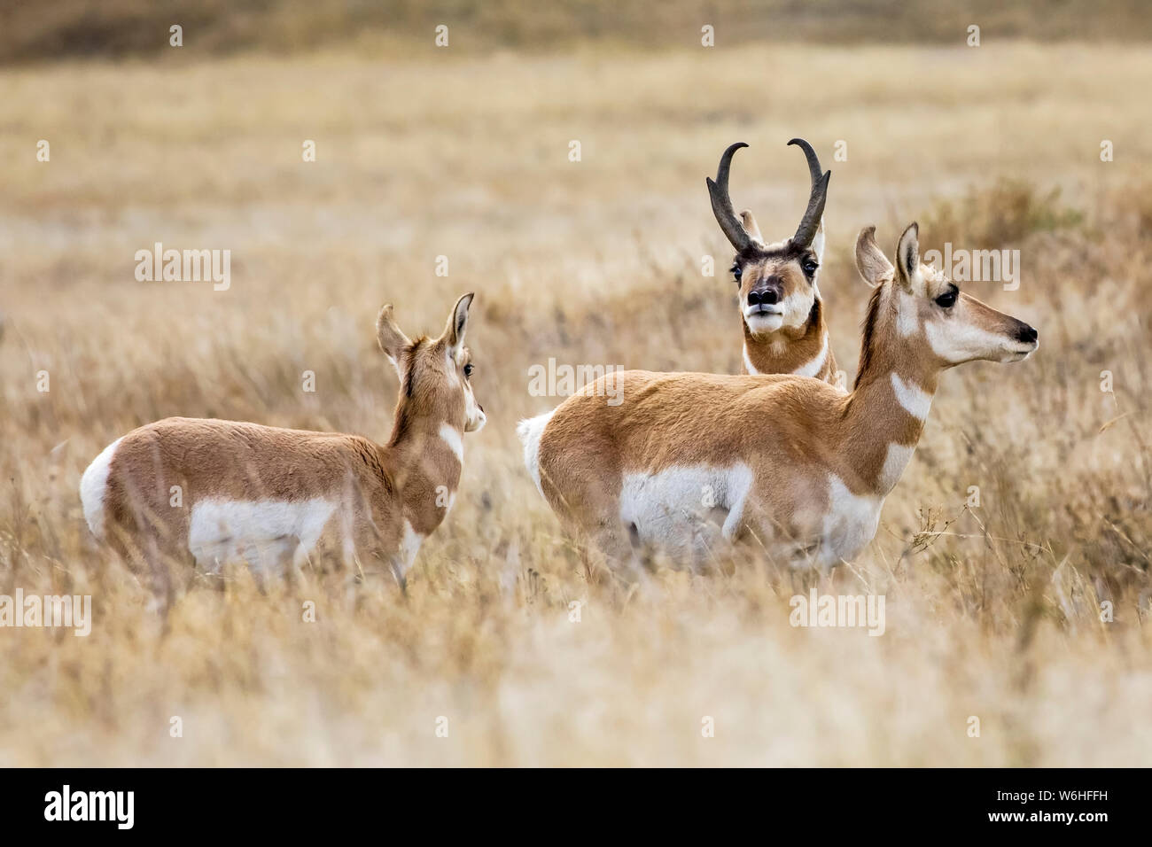 Mating antelope hi-res stock photography and images - Alamy